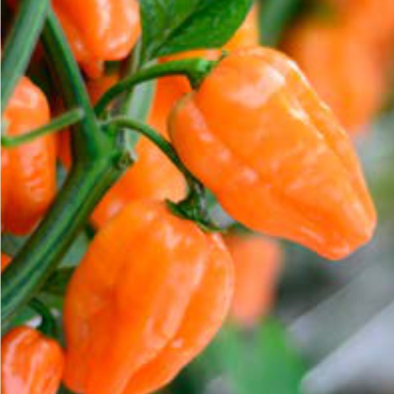 CHILE HABANERO MEGALODON LARKSEEDS – AGRO GUANAJUATO